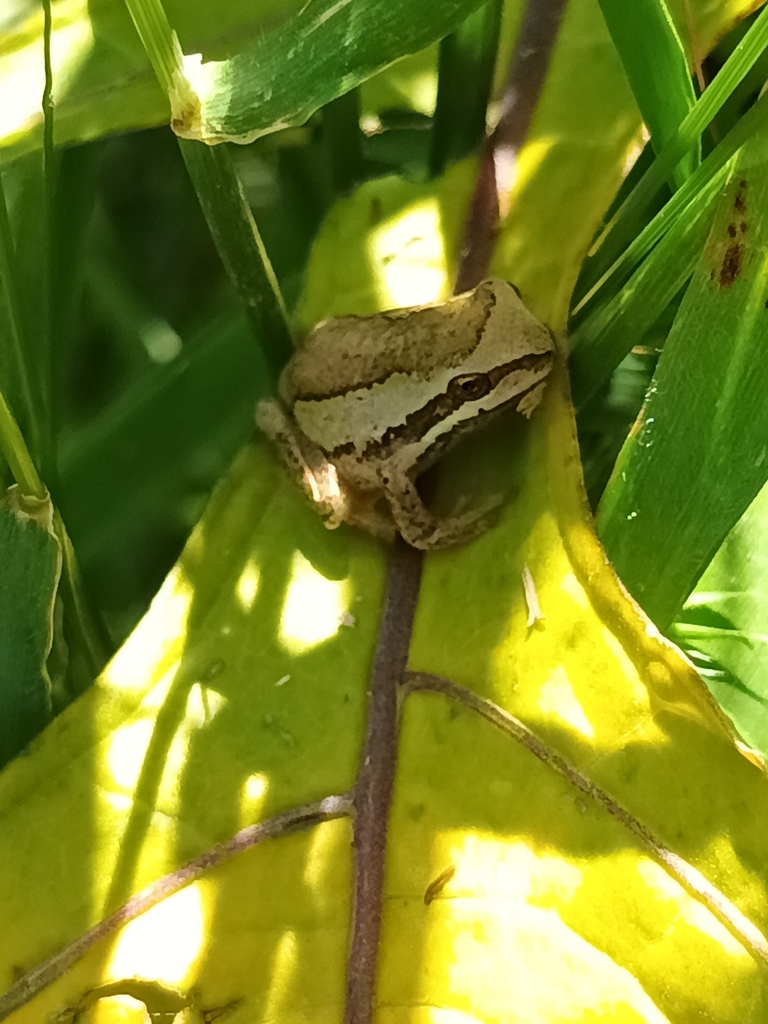 Southern Brown Tree Frog from Rhyll VIC 3923, Australia on November 7 ...