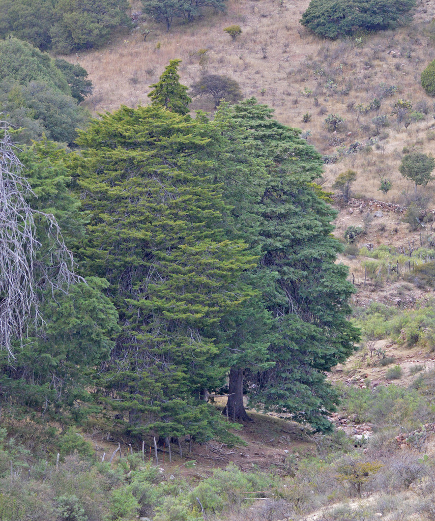 cedro blanco desde Monte Escobedo, Zac., México el 08 de enero de 2020 ...