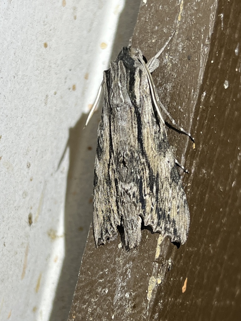 Obscure Sphinx from Kingsville, TX, US on November 07, 2022 at 09:19 PM ...