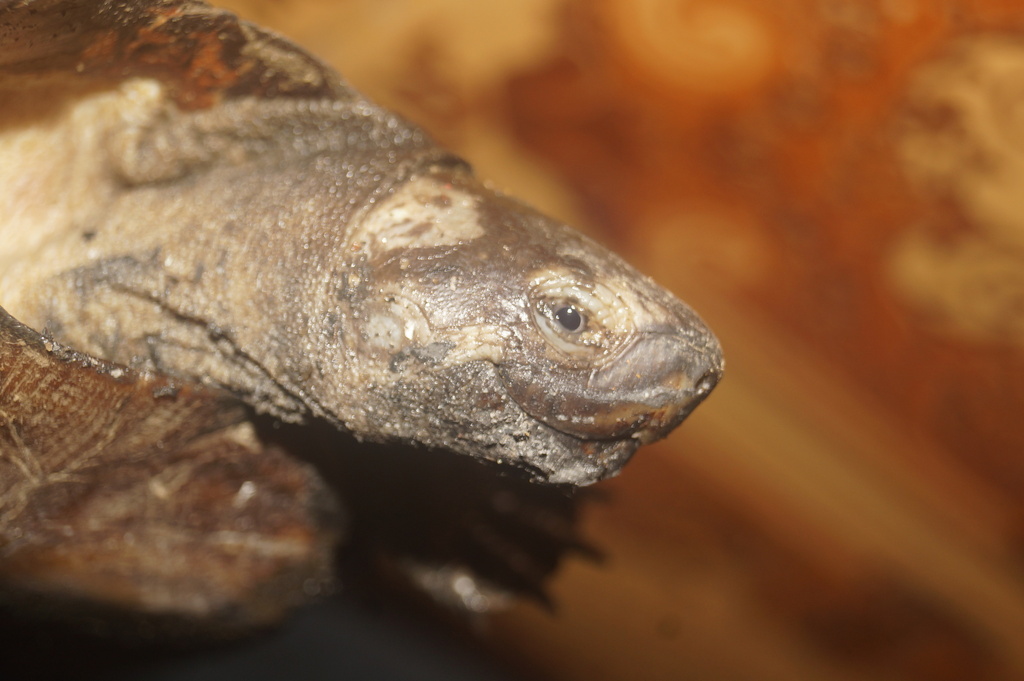 Black Marsh Turtle in November 2022 by Ferdian Wira Pratama · iNaturalist