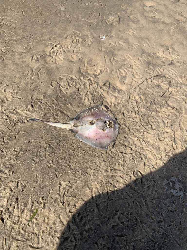 Round Rays from French Island, AU-VI, AU on November 05, 2022 at 04:35 ...