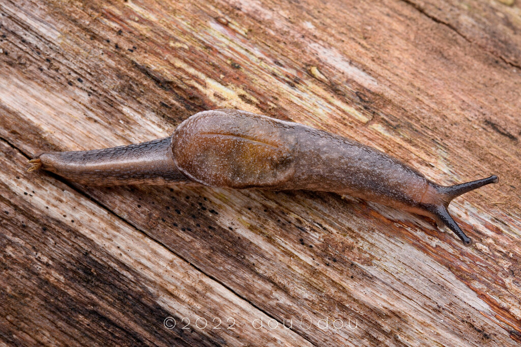 Yellow-shelled semi-slug from 中国云南省普洱市江城哈尼族彝族自治县 on July 19, 2022 at 08 ...