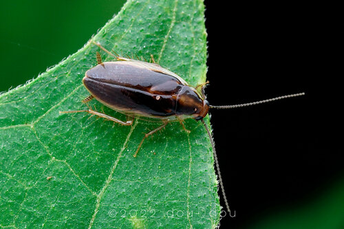 Anaplecta anomala · iNaturalist Mexico
