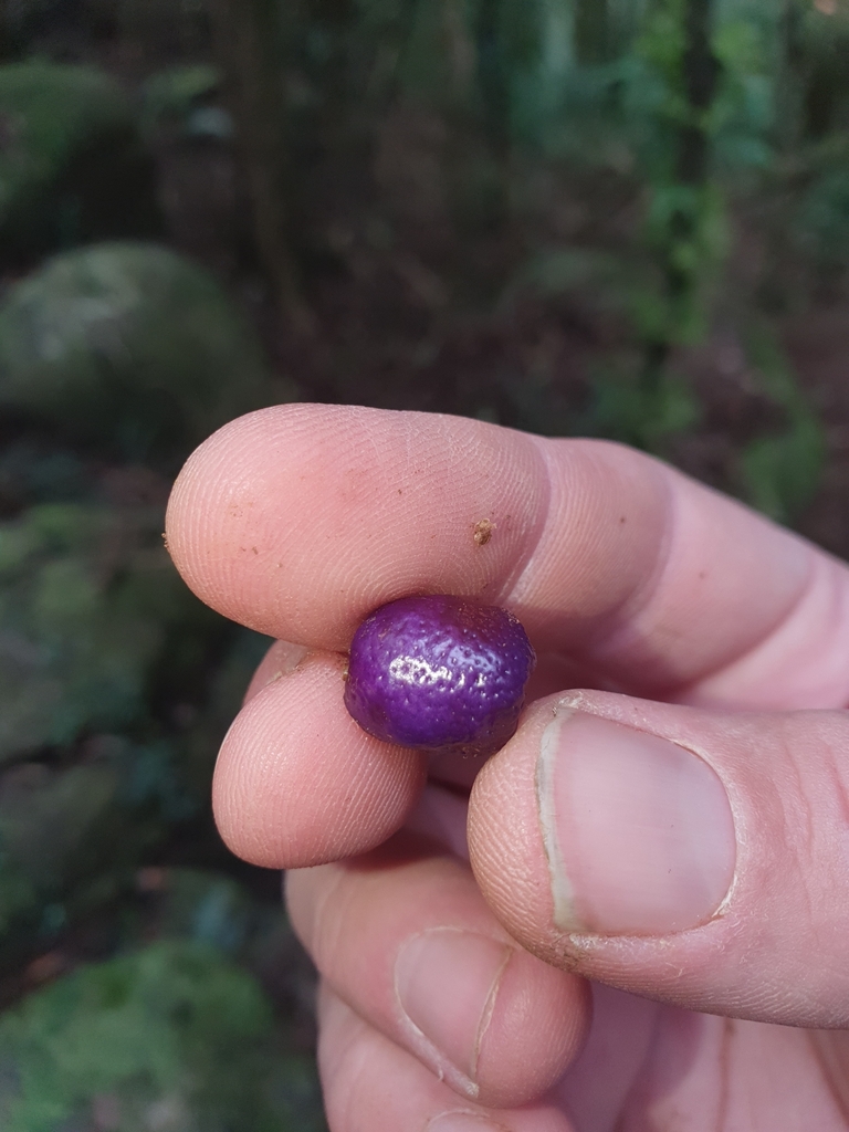 Waterberries from Numinbah NSW 2484, Australia on May 27, 2021 at 09:04 ...