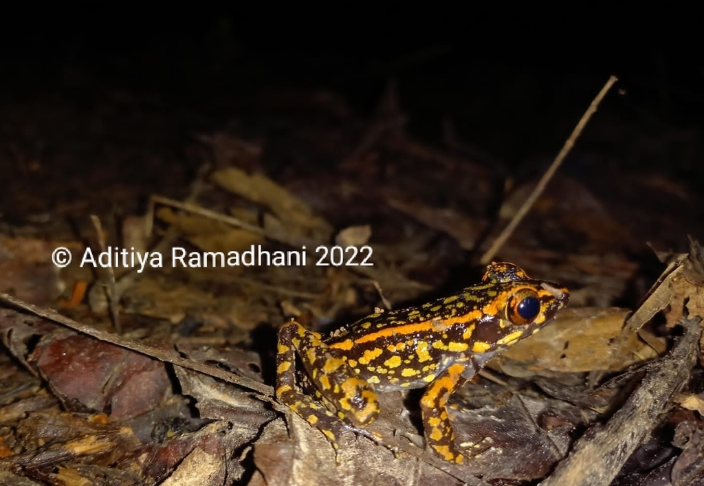 Striped Stream Frog from Paal Lima, Kec. Kota Baru, Kota Jambi, Jambi ...