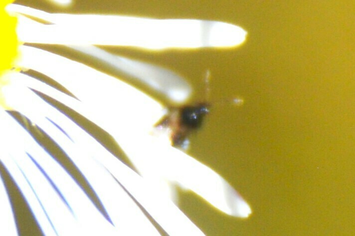 insidious flower bug from South Berwick, ME 03908, USA on November 7 ...