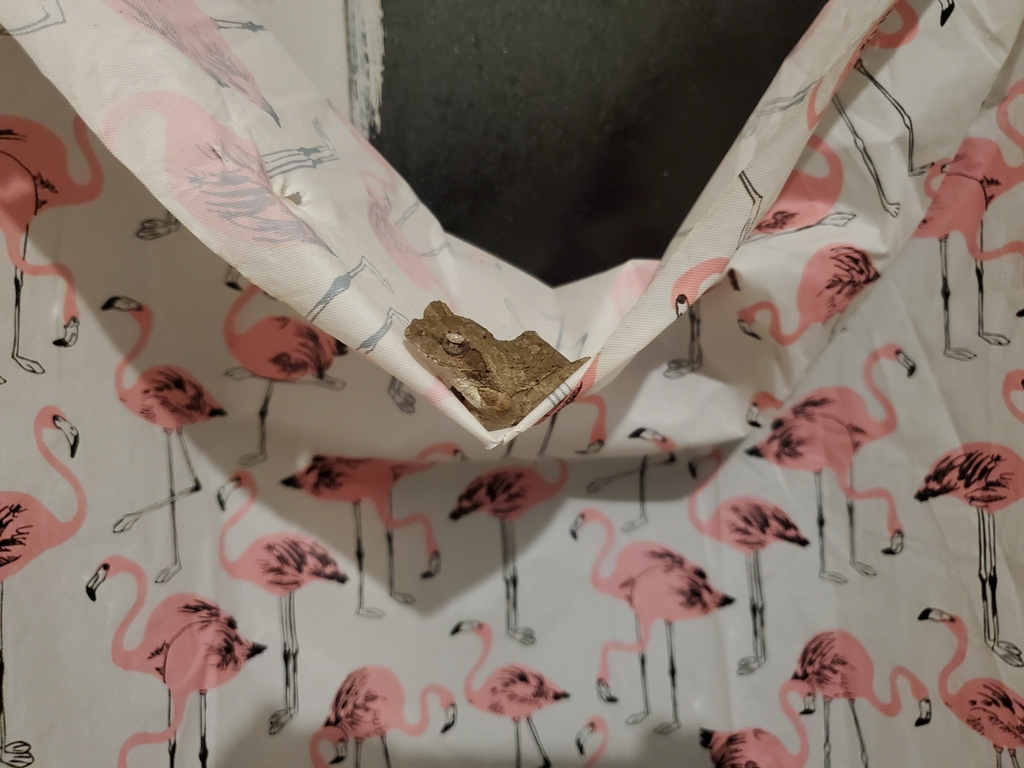 Grey Foam-nest Tree Frog from Karongwe Private Game Reserve on November ...