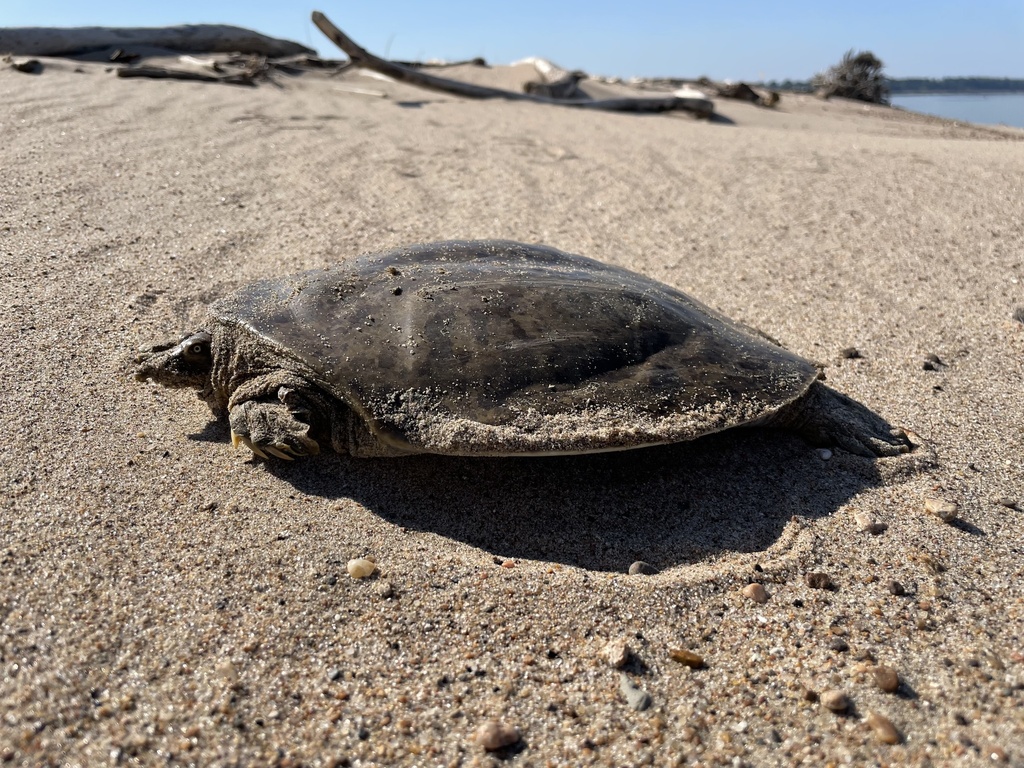 Midland Smooth Softshell Turtle in July 2022 by ashton99 · iNaturalist