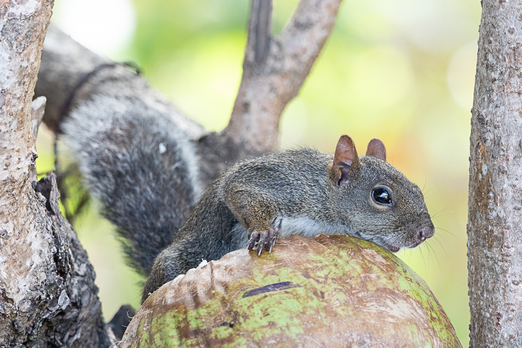 (Sciurus brasiliensis brasiliensis) - Know Your Mammals