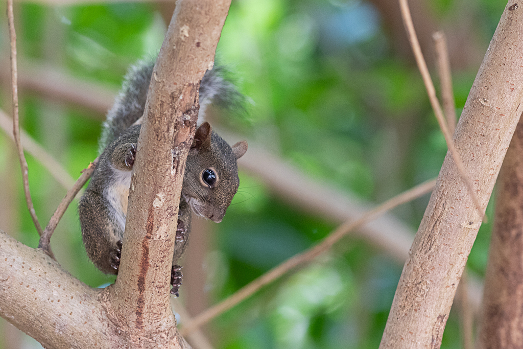 (Sciurus brasiliensis brasiliensis) - Know Your Mammals