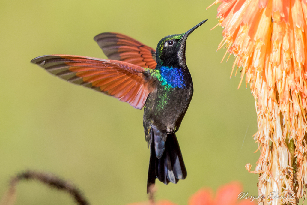 Garnet-throated Hummingbird from Oaxaca, Oax., Mexico on July 27, 2016 ...