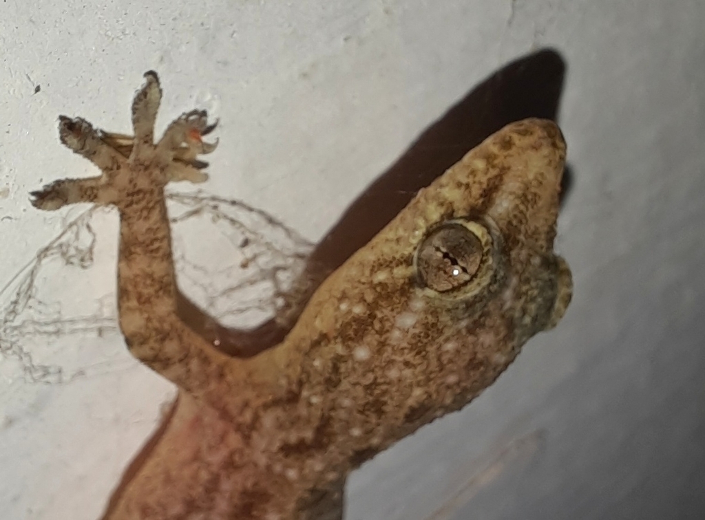 Spotted House Gecko from 94, Kammagondahalli, Jalahalli, Bengaluru ...