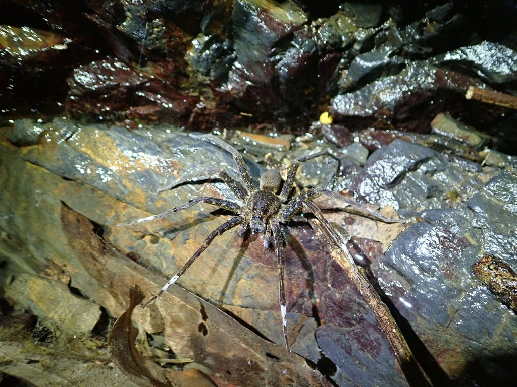 Dolomedes raptor from 269台灣宜蘭縣冬山鄉新寮二路161巷86號 on September 1, 2018 at 09 ...
