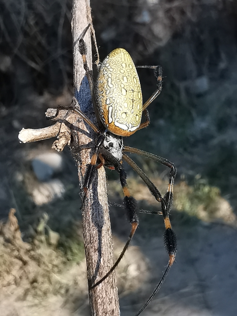 Golden Silk Spider from Villa Corona, Jal., México on November 2, 2022 ...