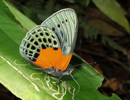 Asterope degandii · iNaturalist