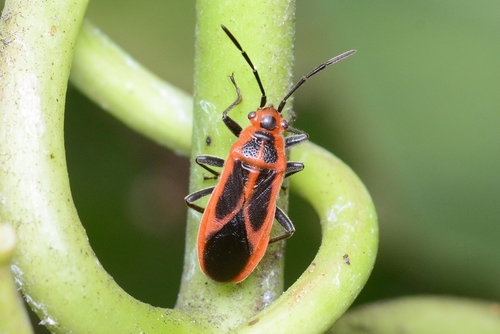 Arocatus melanostoma · iNaturalist United Kingdom