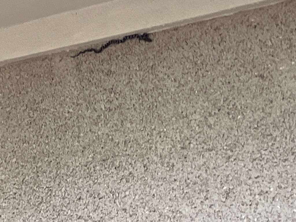 Gimkit - live learning game show