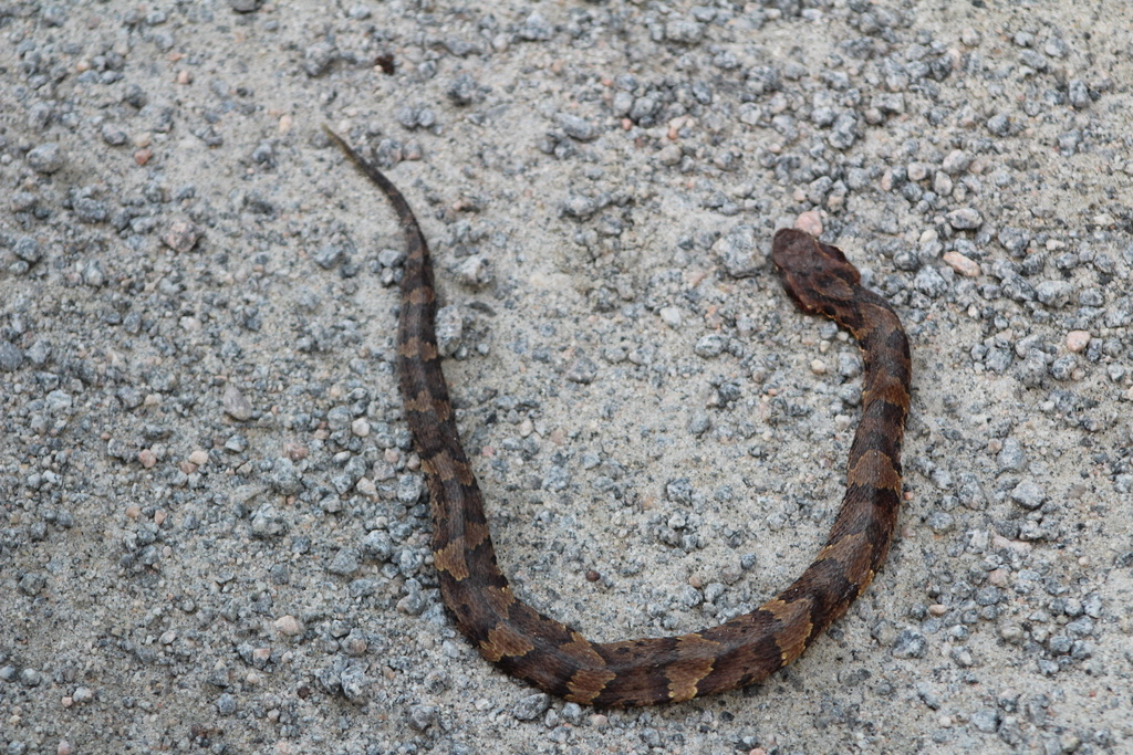 Northern Cottonmouth from Sawyer Lake Rd, Manns Harbor, NC, US on ...