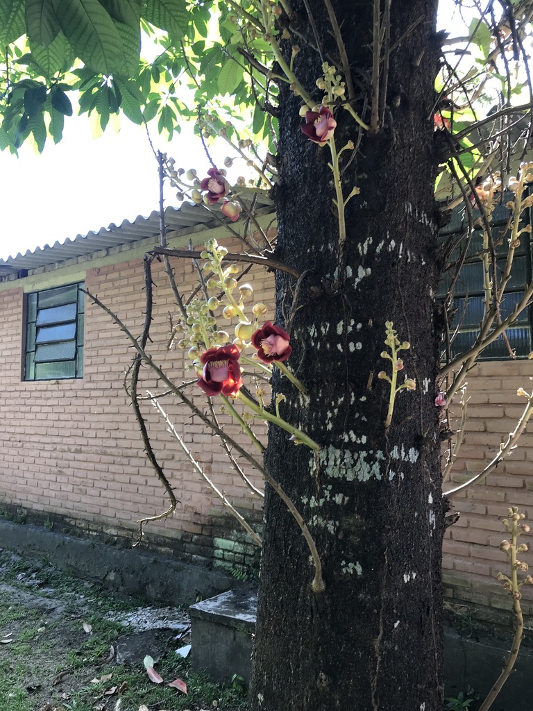 cannonball tree from Universidade Federal Rural de Pernambuco, Recife ...