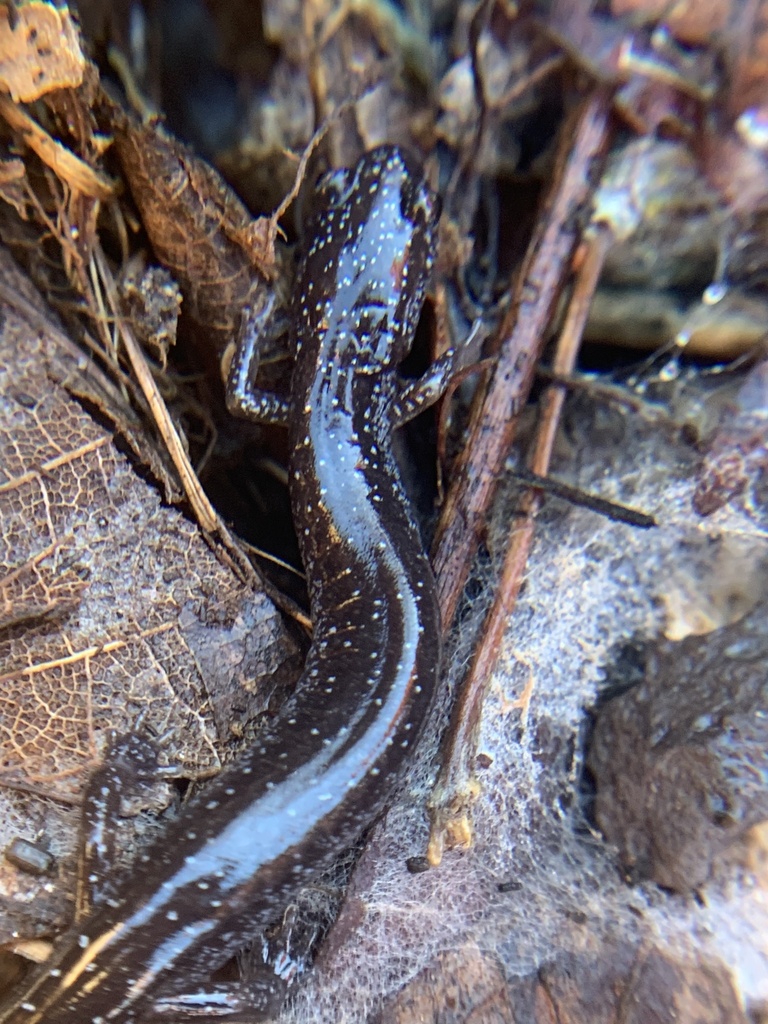 Eastern Red-backed Salamander from Province Line Rd, Princeton, NJ, US ...