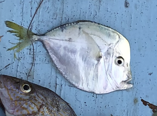 Atlantic Moonfish from Carteret County, NC, USA on September 28, 2022 ...