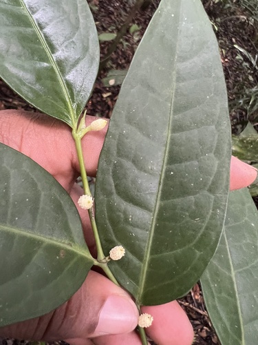 Piper citrifolium · iNaturalist