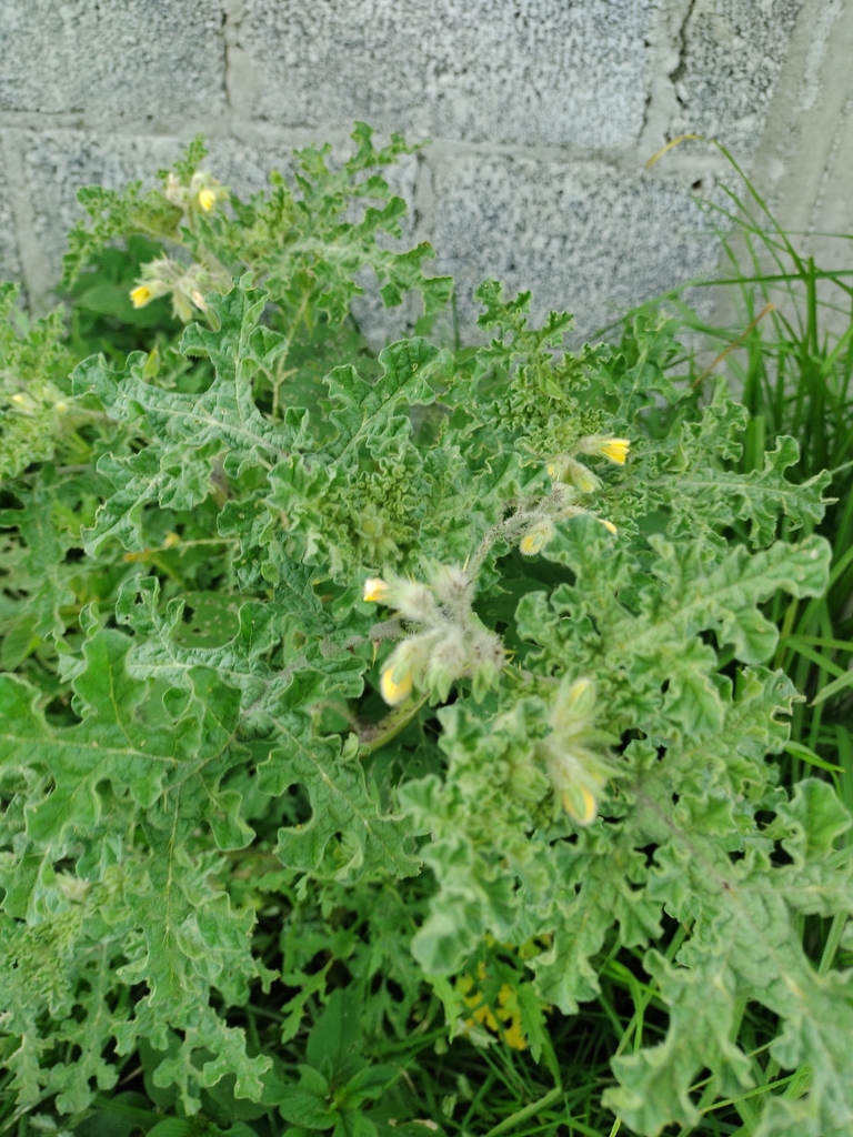 Solanum fructu-tecto from Tlaxcala, MX on September 21, 2022 at 05:54 ...