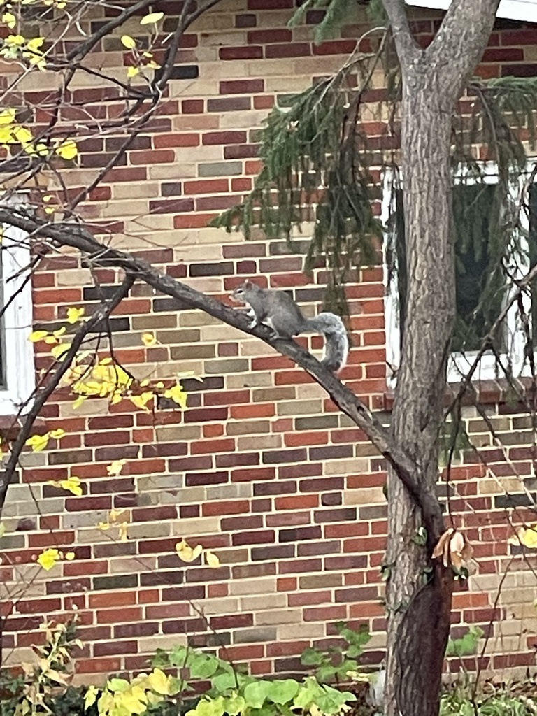 Eastern Gray Squirrel from Concordia Seminary, Clayton, MO, US on ...