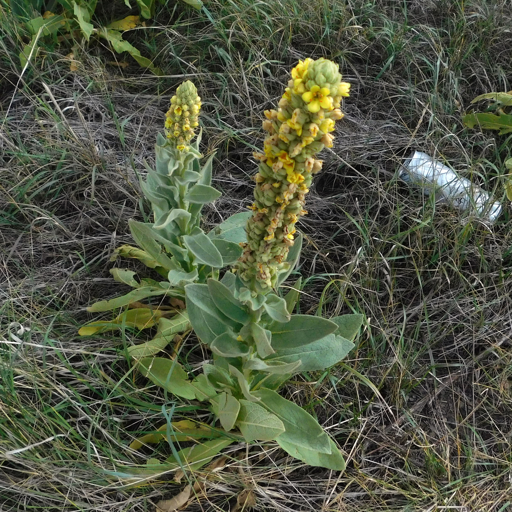 great mullein from Costilla County, CO, USA on September 2, 2018 at 02: ...