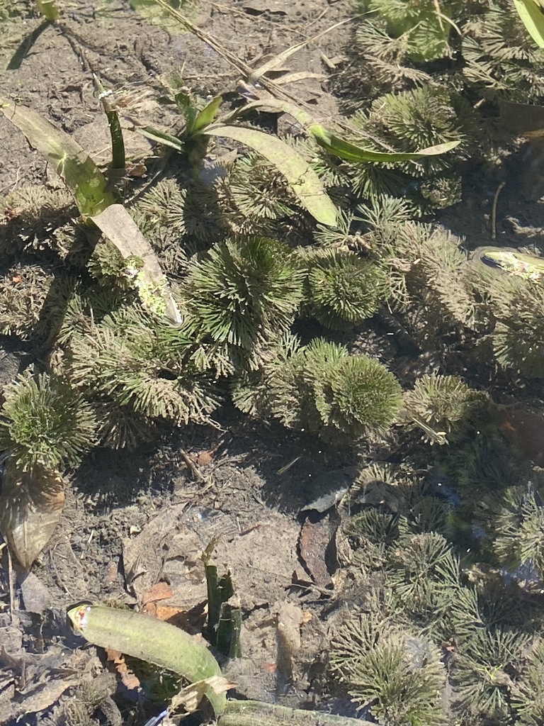 Carolina Fanwort from Texas State University, San Marcos, TX, US on ...