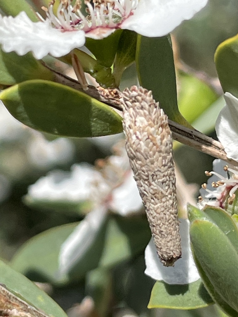 Bagworm Moths from Dam Wall Walk, Frankston South, VIC, AU on November ...