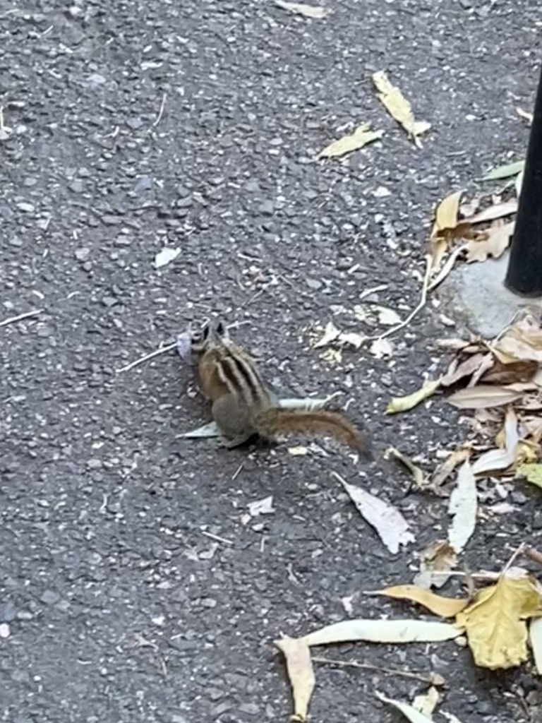 Western Chipmunks from Cheyenne Mountain Zoo, Colorado Springs, CO, US ...