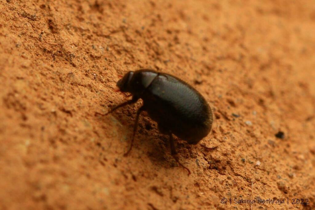 Apogonia in November 2022 by Sakuna Nethraja Gamage · iNaturalist