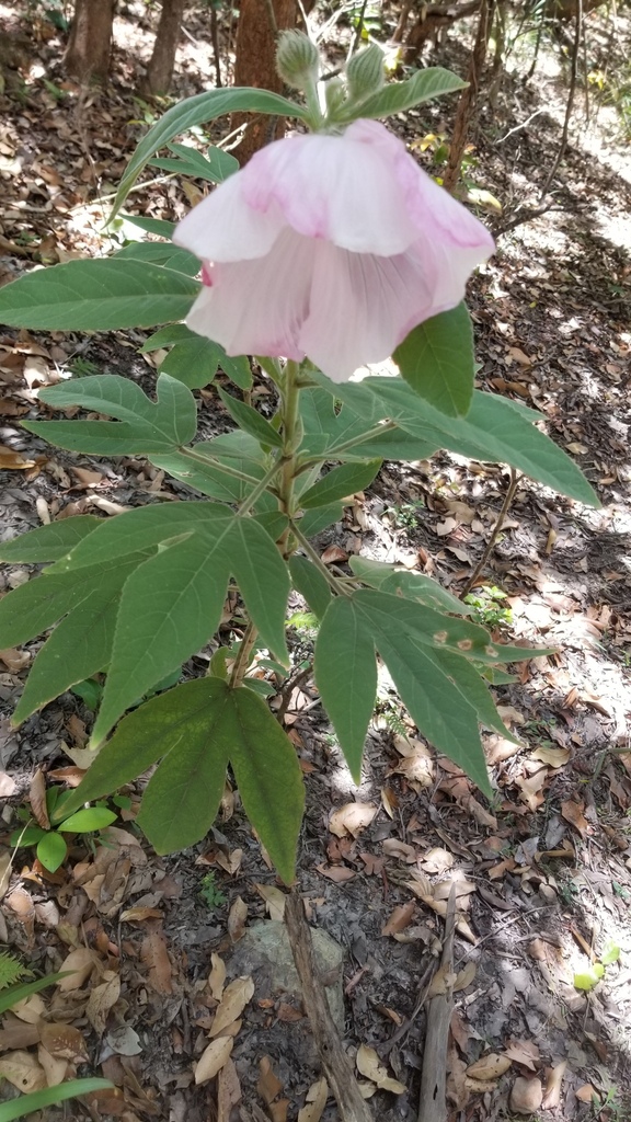 Changeable Rose-mallow from Byron Bay NSW 2481, Australia on November 9 ...