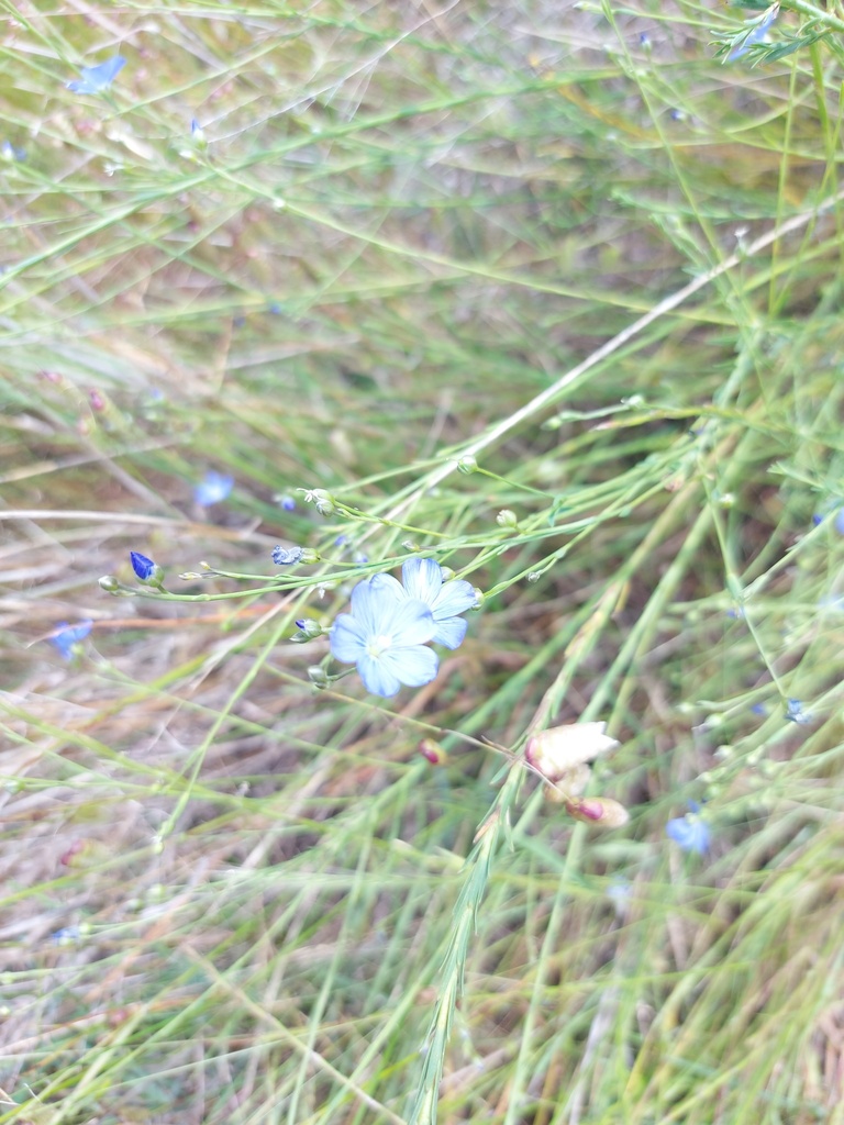 Australian Flax from Brimbank - Sunshine, Victoria, Australia on ...