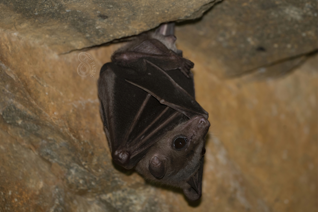 Leschenault’s Rousette from Yuen Long, Hong Kong on 08 November, 2022 ...