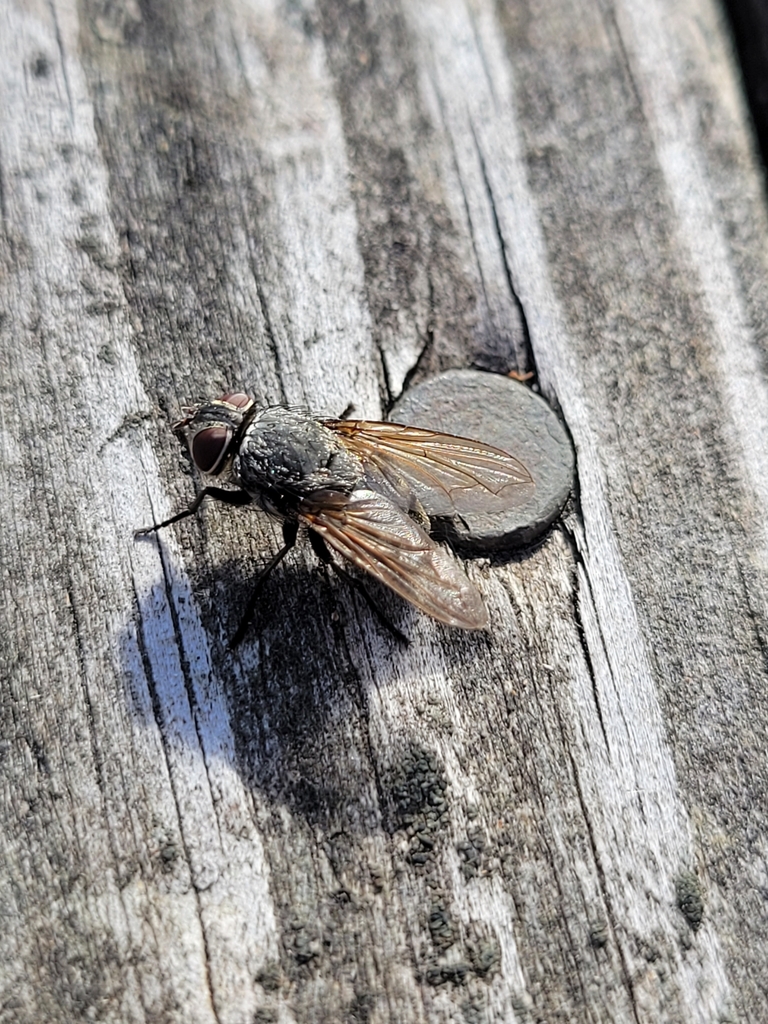 Calyptrate Flies from Rose, NY, USA on October 16, 2022 at 03:09 PM by ...