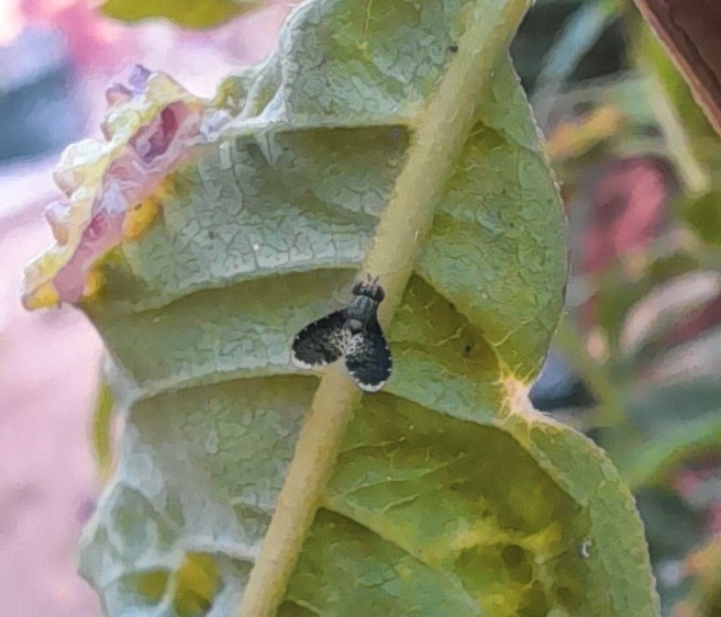 Acalyptrate Flies from Palpalá, Jujuy, Argentina on November 03, 2022 ...