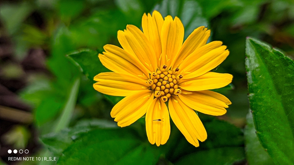 trailing daisy from Empunak Tapang Keladan, Ketungau Hulu, Sintang ...