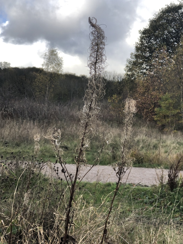 evening primrose family from Wilsons Brow, Bolton, England, GB on ...