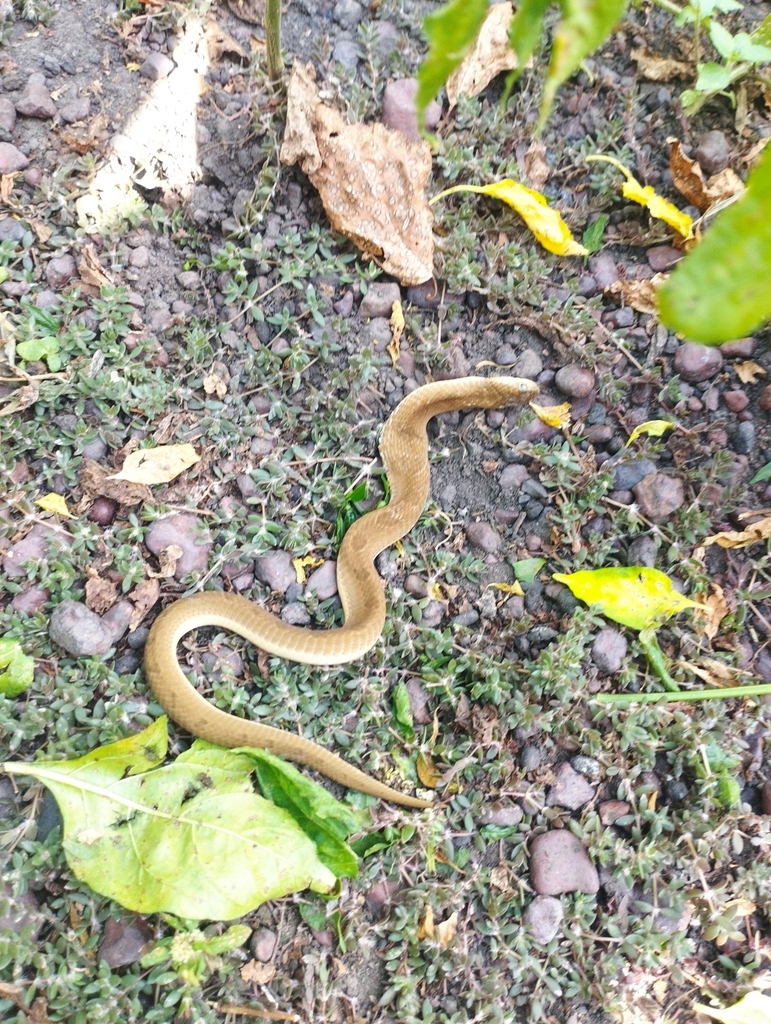Spotted Night Adder from 9M59+JWG, Dande, Senegal on November 9, 2022 ...