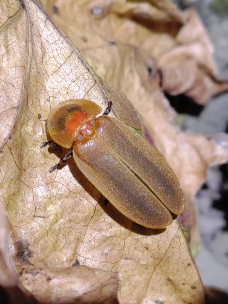 Diaphanes citrinus from Chiayi County, TW-TA, TW on November 09, 2022 ...