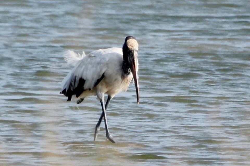 Wood Stork from 6317 Legacy Pt, Corpus Christi, TX, US on August 17 ...