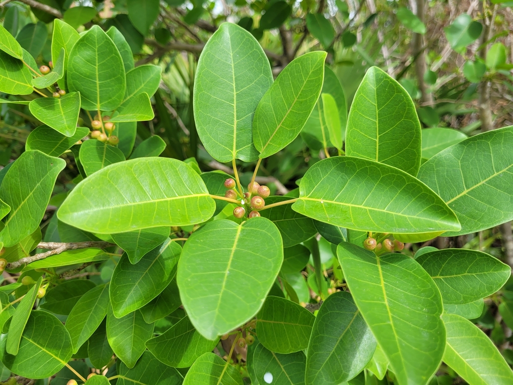 Shortleaf Fig from Fort Myers, FL 33965, USA on November 9, 2022 at 11: ...