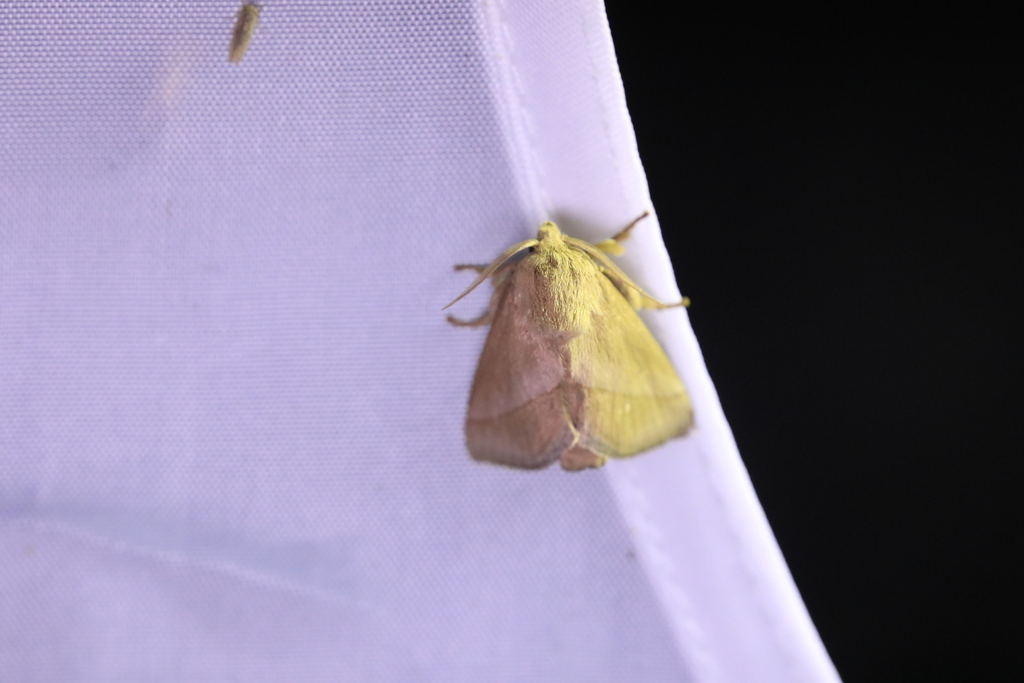 Thosea sinensis from 清华大学 on June 29, 2022 at 10:14 PM by 寒月米狼 ...