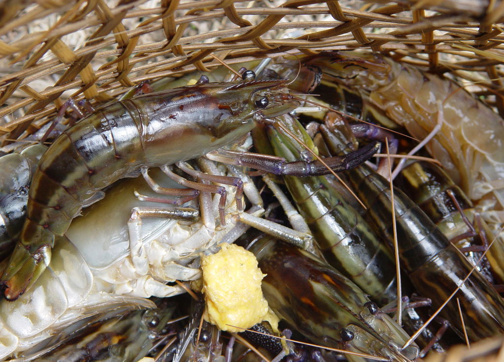 Bigclaw River Shrimp from Cayapas River, Ecuador on February 6, 2004 at ...