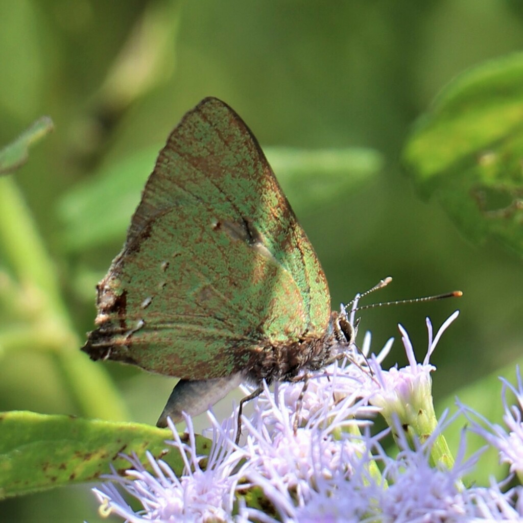Clench's Greenstreak in November 2022 by Eric Wood · iNaturalist