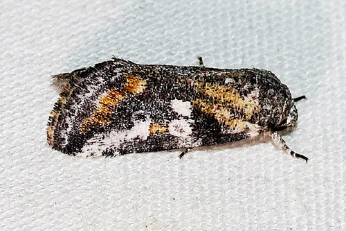 Aleptina aleptivoides · iNaturalist