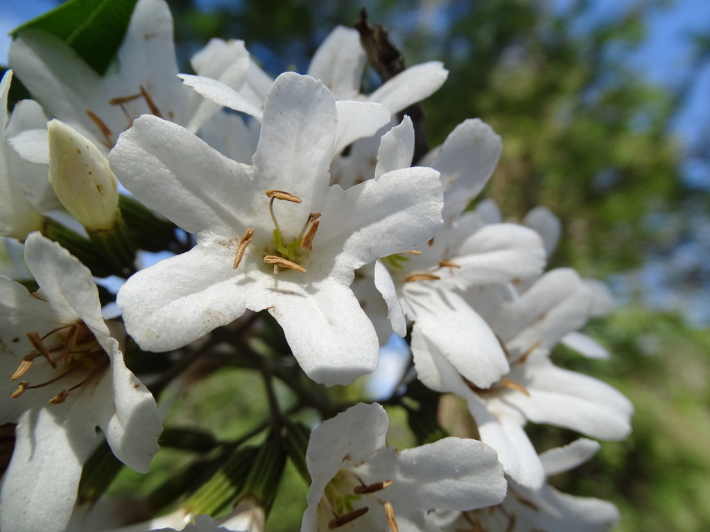 Spanish Elm from Tropical Dry Forest protected by de E. Figueroa ...