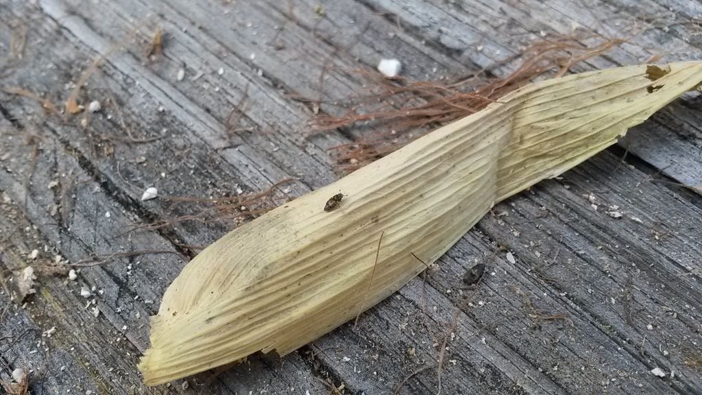 Corn Sap Beetle in August 2018 by JC Ferebee · iNaturalist
